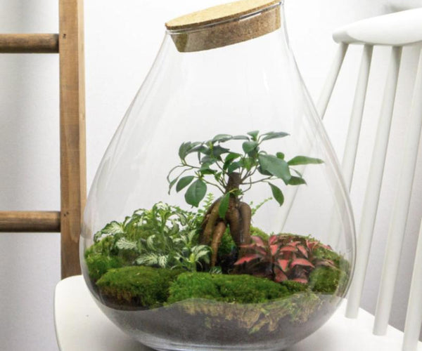 All plant terrariums – Theme Xtra - Seed